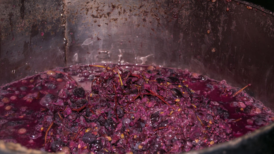 Husker researchers explore ways to repurpose grape waste - Renewable ...