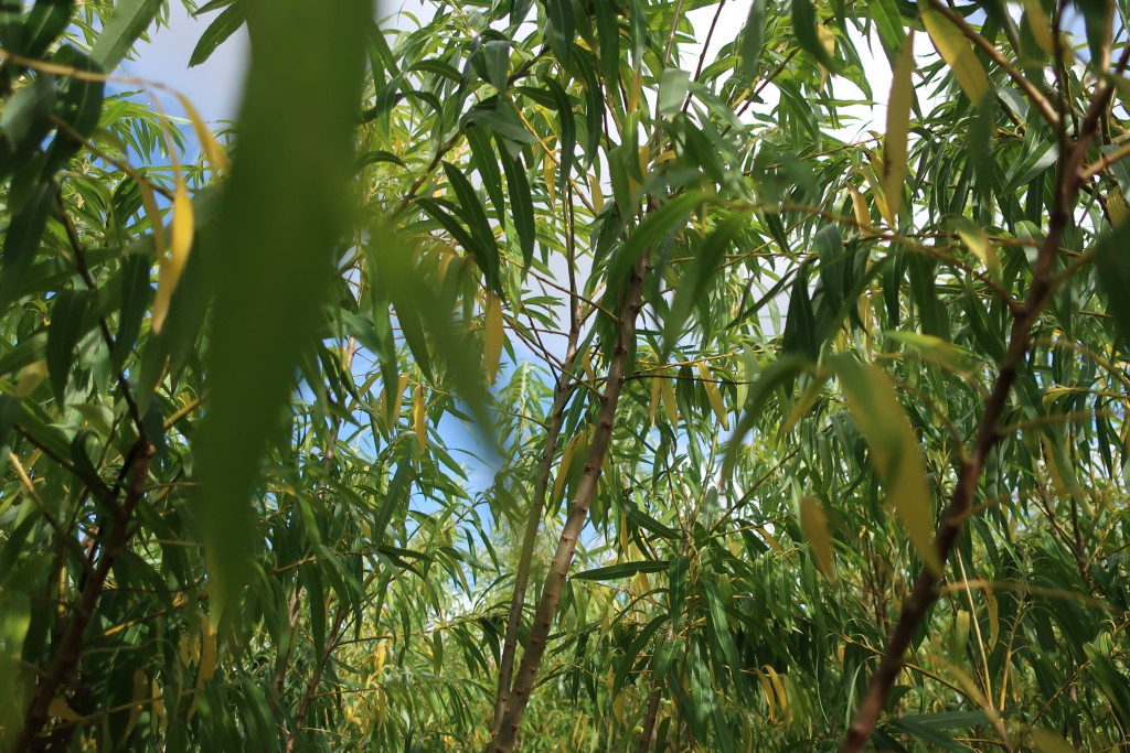 'Exciting' anti-cancer compound discovered in the humble willow ...