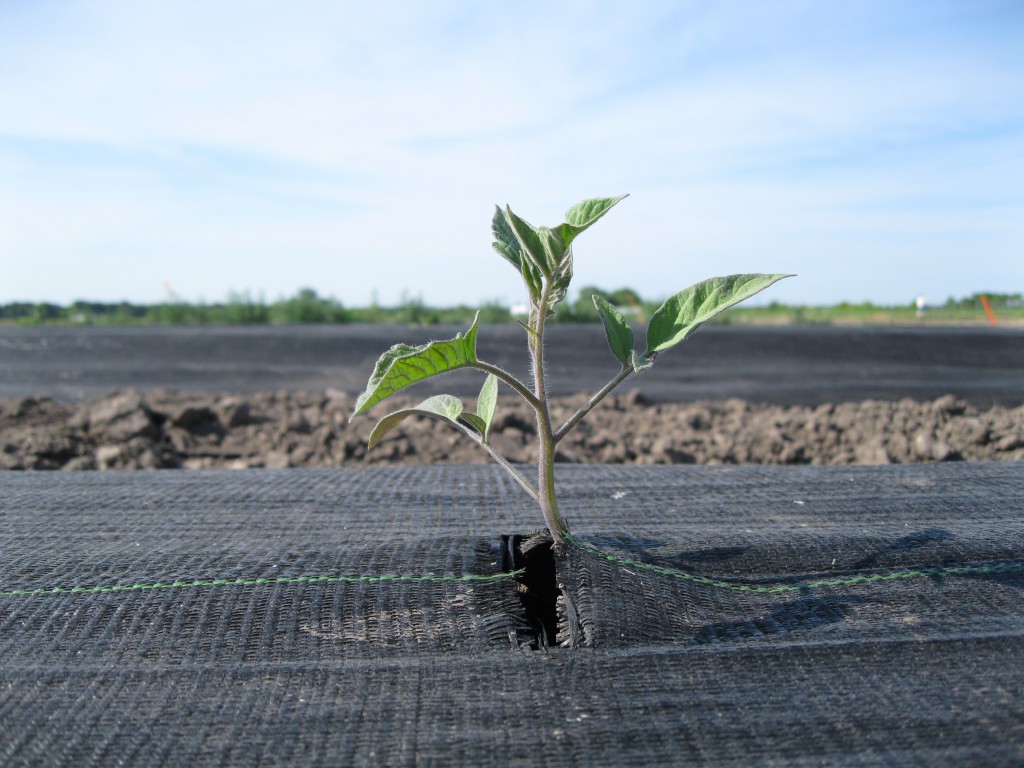 Clariant’s bio-based additives for biopolymers awarded OK compost ...