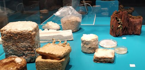 Fungi as biomaterials - Renewable Carbon News