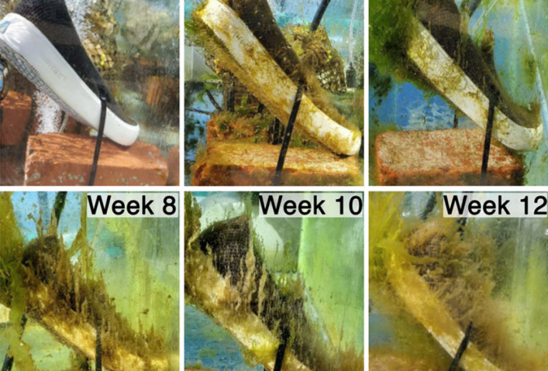 A Sea Change for Plastic Pollution: New Material Biodegrades in Ocean ...