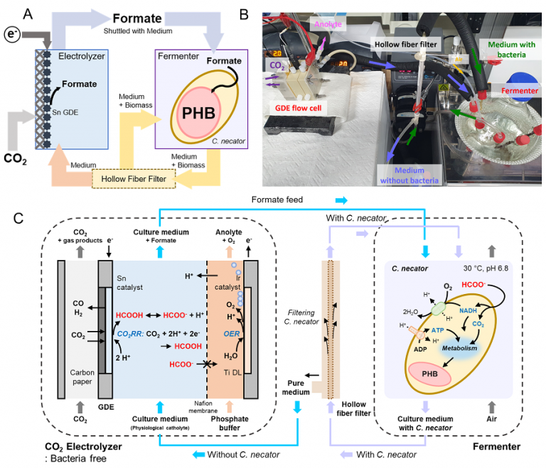 A biohybrid system to extract 20 times more bioplastic from CO2 developed by KAIST researchers ...