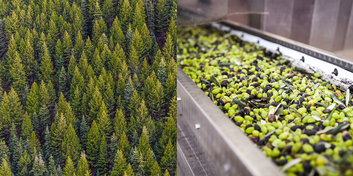 BIORECER: unlocking the full potential of biomass and biowaste ...