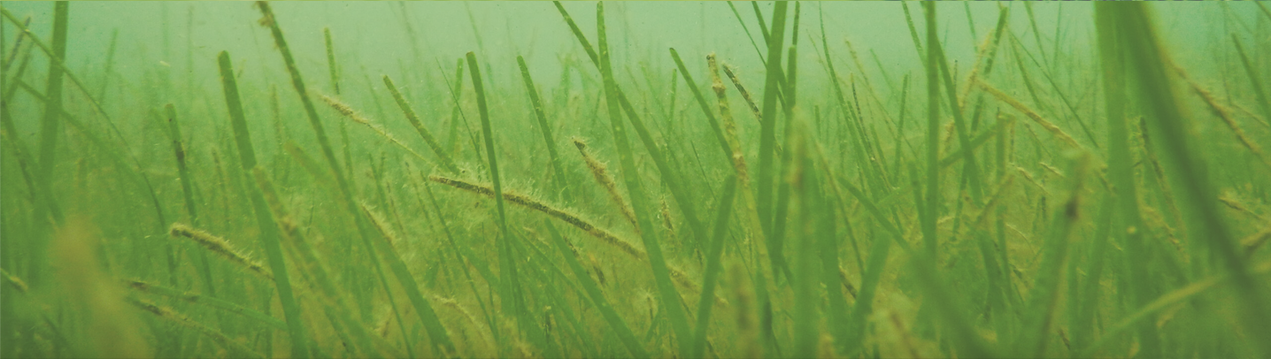 Stockholm University leads Bio-LUSH for development of new sustainable ...