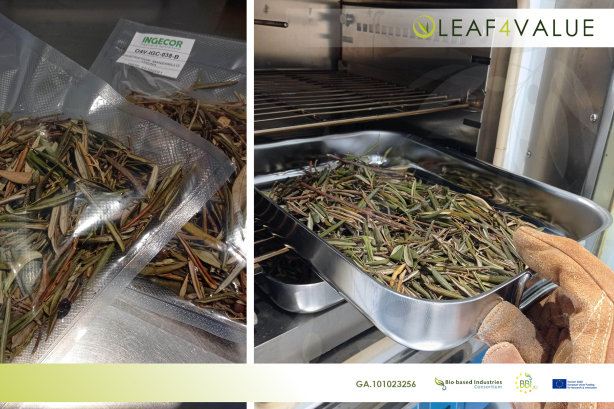OLEAF4VALUE Unveils Market-Ready, Bio-Based Products from Olive Leaf ...