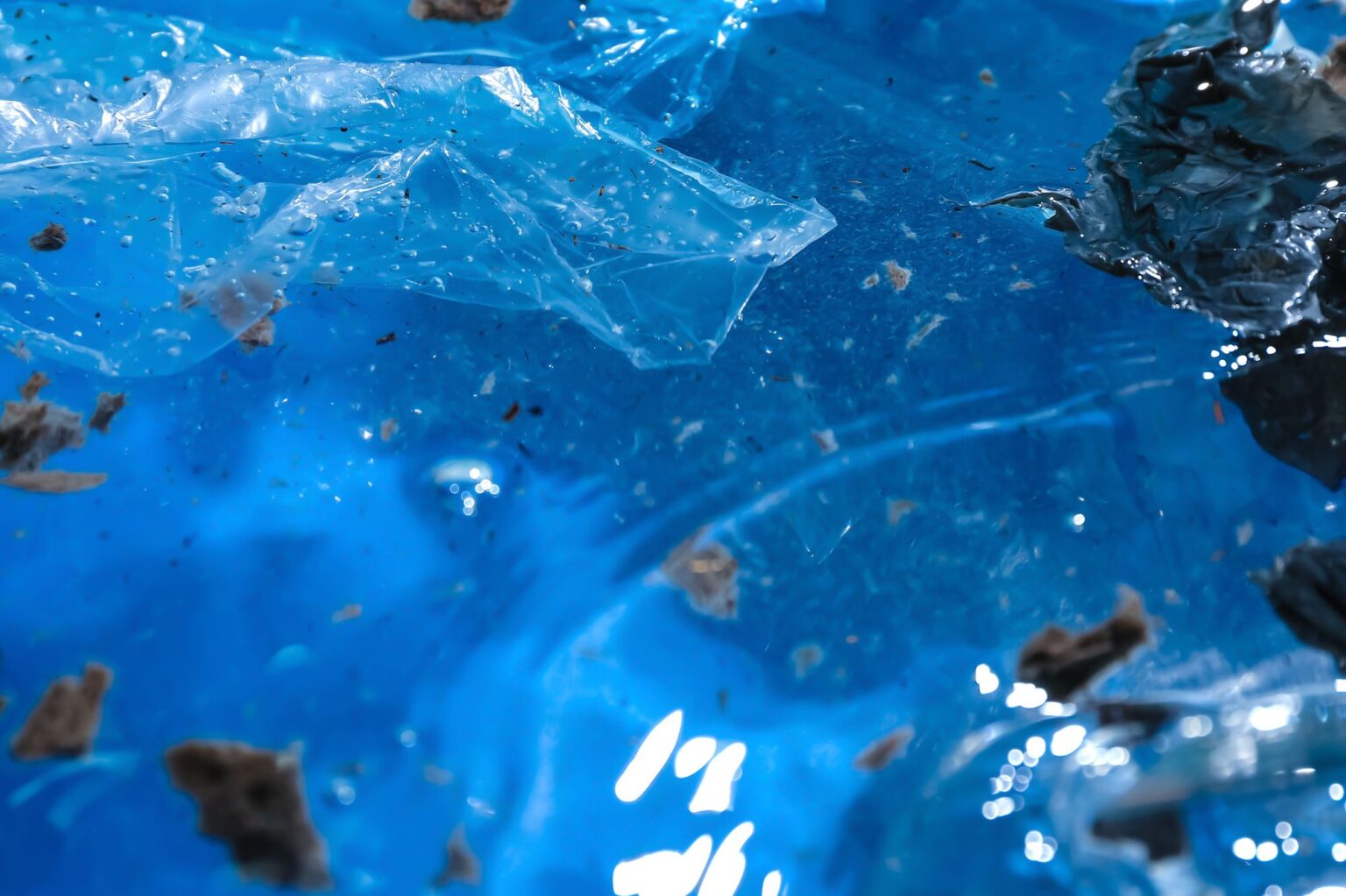 Plymouth Marine Laboratory: What happens to biodegradable plastics if ...