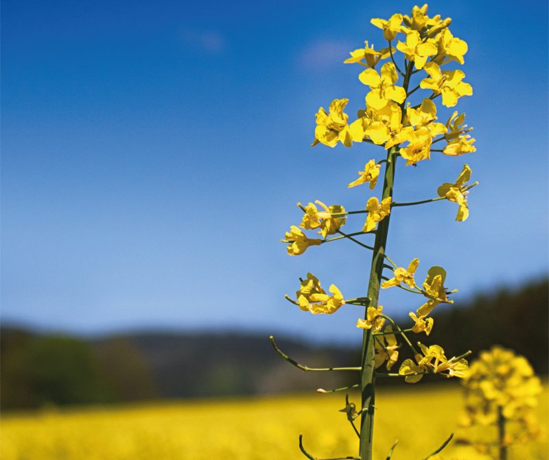 Sustainable thermoplastic co-polyester elastomers - Renewable Carbon News