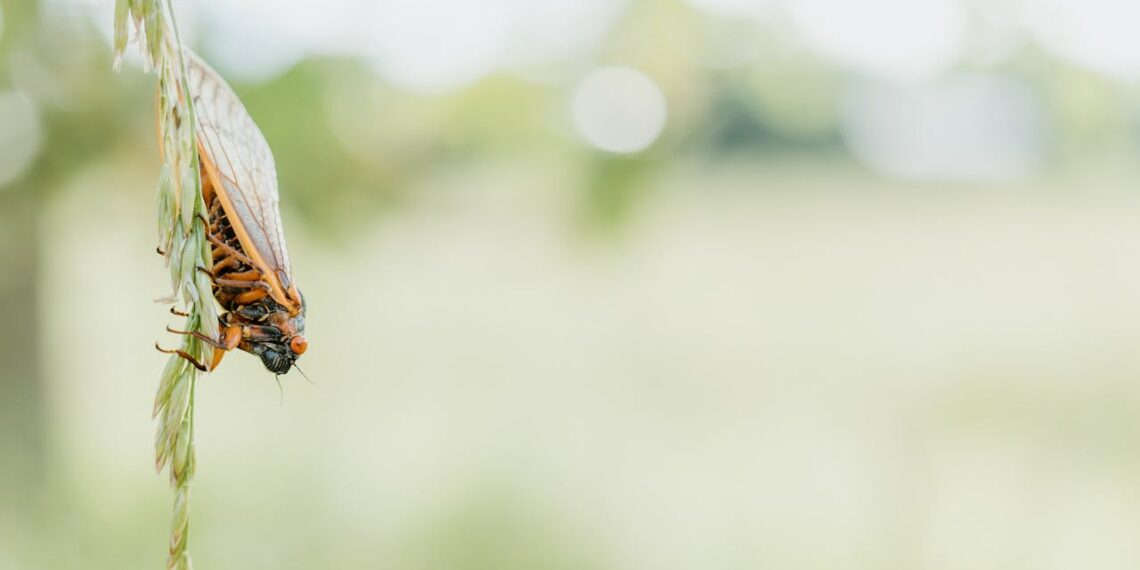 Insect wings, bodies, and brains in bio-inspired design - Renewable ...