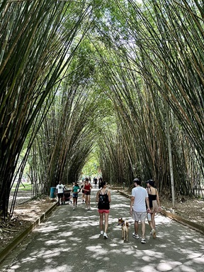 Bamboo, a material with endless possibilities - Renewable Carbon News