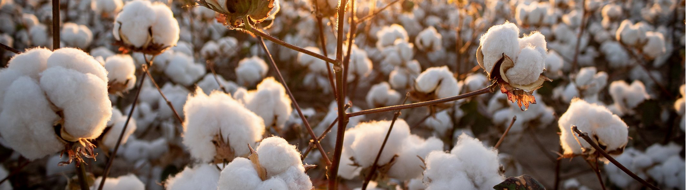 Cotton: A Material Without a Future? - Renewable Carbon News