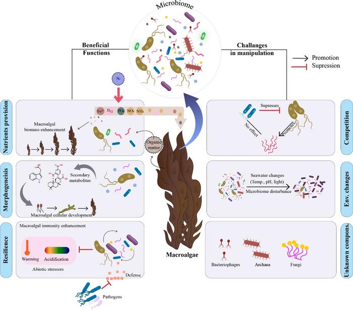 Microbial solutions for boosting seaweed farming and carbon capture ...