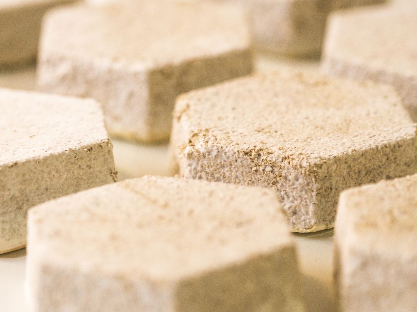 BAU trade fair 2024: Mushroom materials as a biogenic material source ...