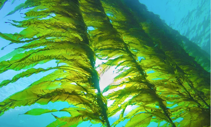 OCEANS 2050: Anbau von Seealgen zur Bindung von Kohlenstoff - Renewable ...