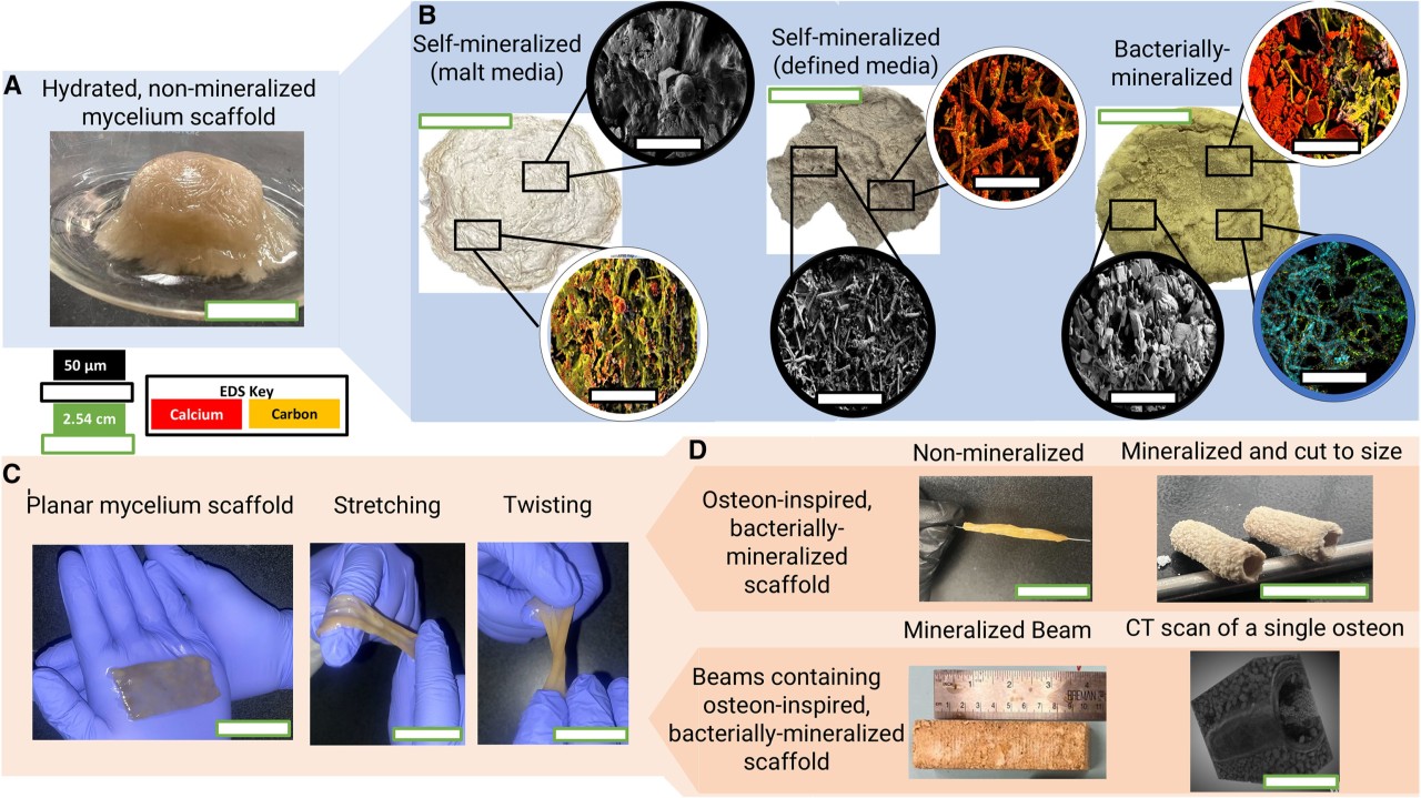 Living fungus-based building material repairs itself for over a month ...